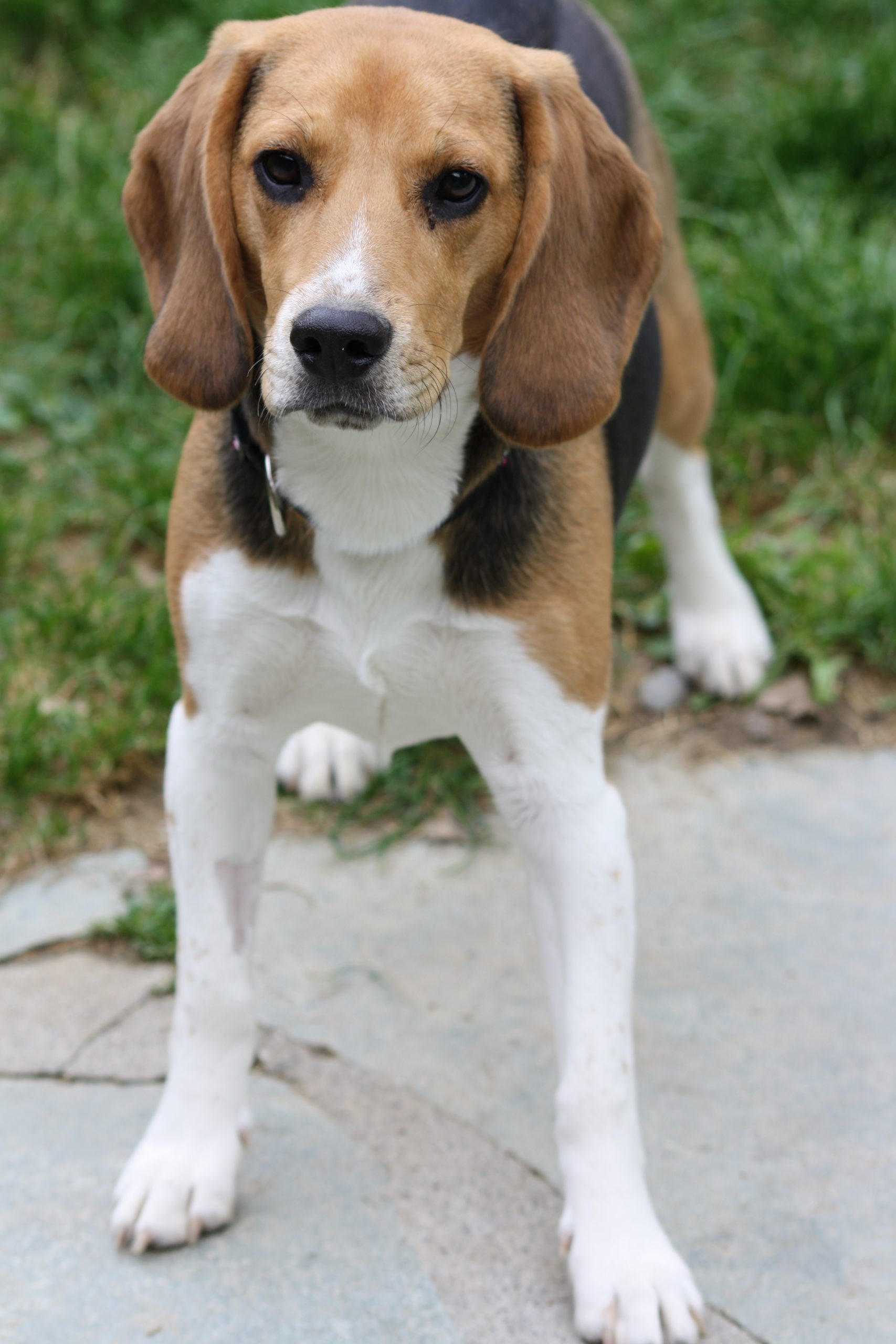 Adoptions | SPA Genève