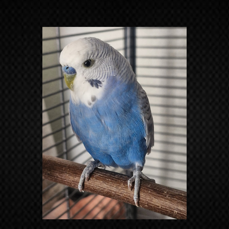 Adoptions | SPA Genève