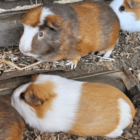 Adoptions | SPA Genève