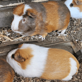 Adoptions | SPA Genève