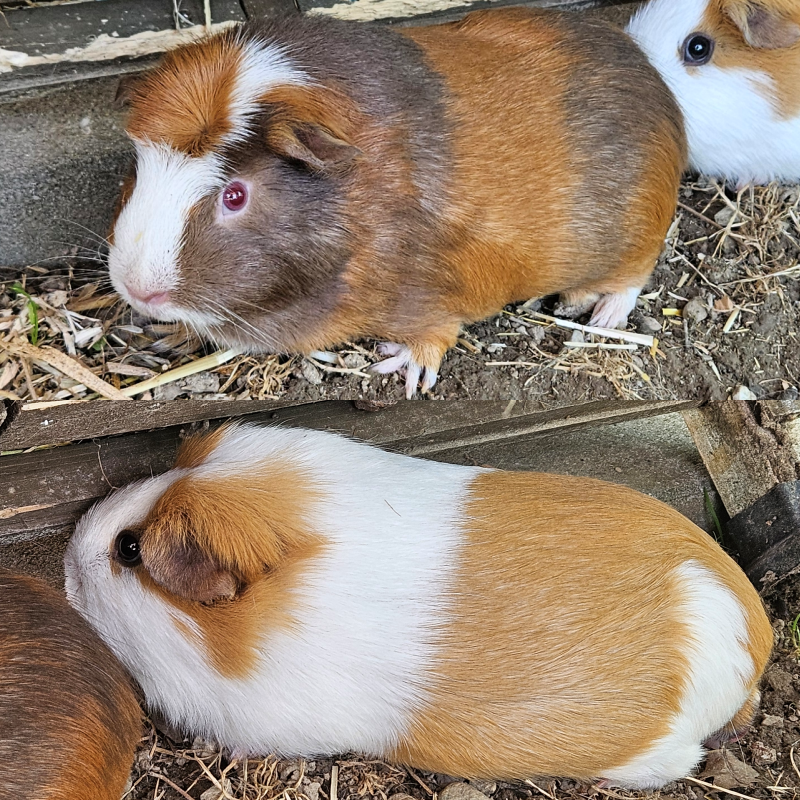 Adoptions | SPA Genève